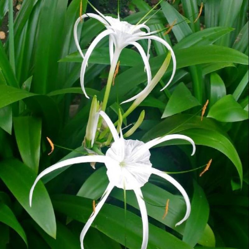 Jual tanaman Bakung lele bunga putih | Shopee Indonesia