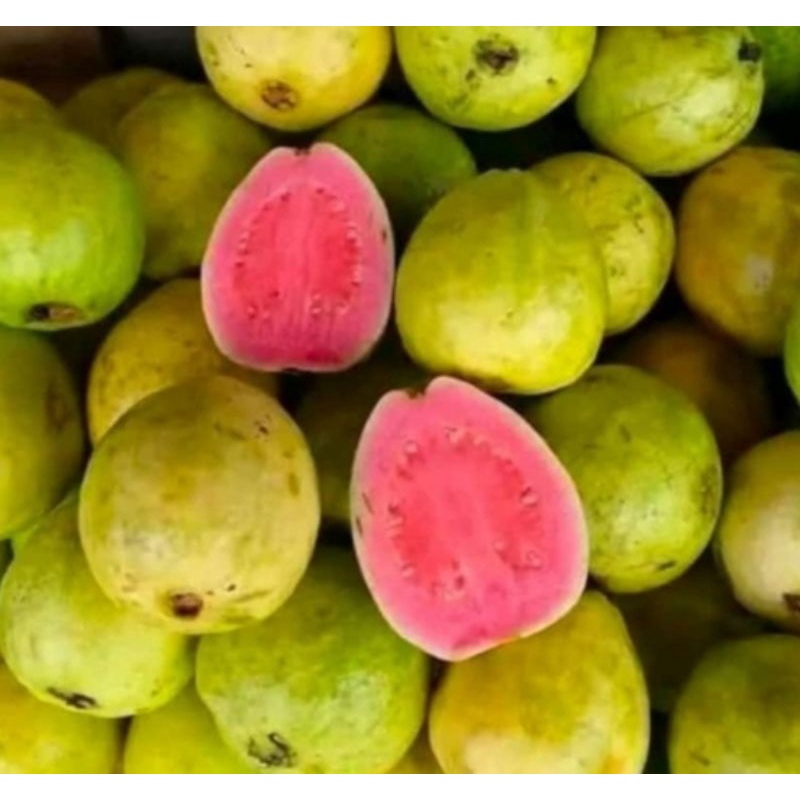 Jual JAMBU BIJI MERAH(500gr) | Shopee Indonesia