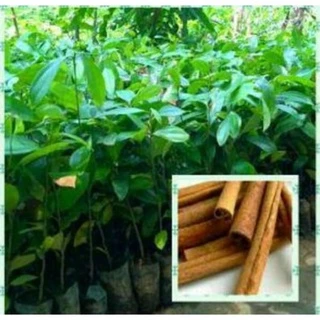 Jual bibit kayu manis Harga Terbaik & Termurah Juli 2024 | Shopee Indonesia