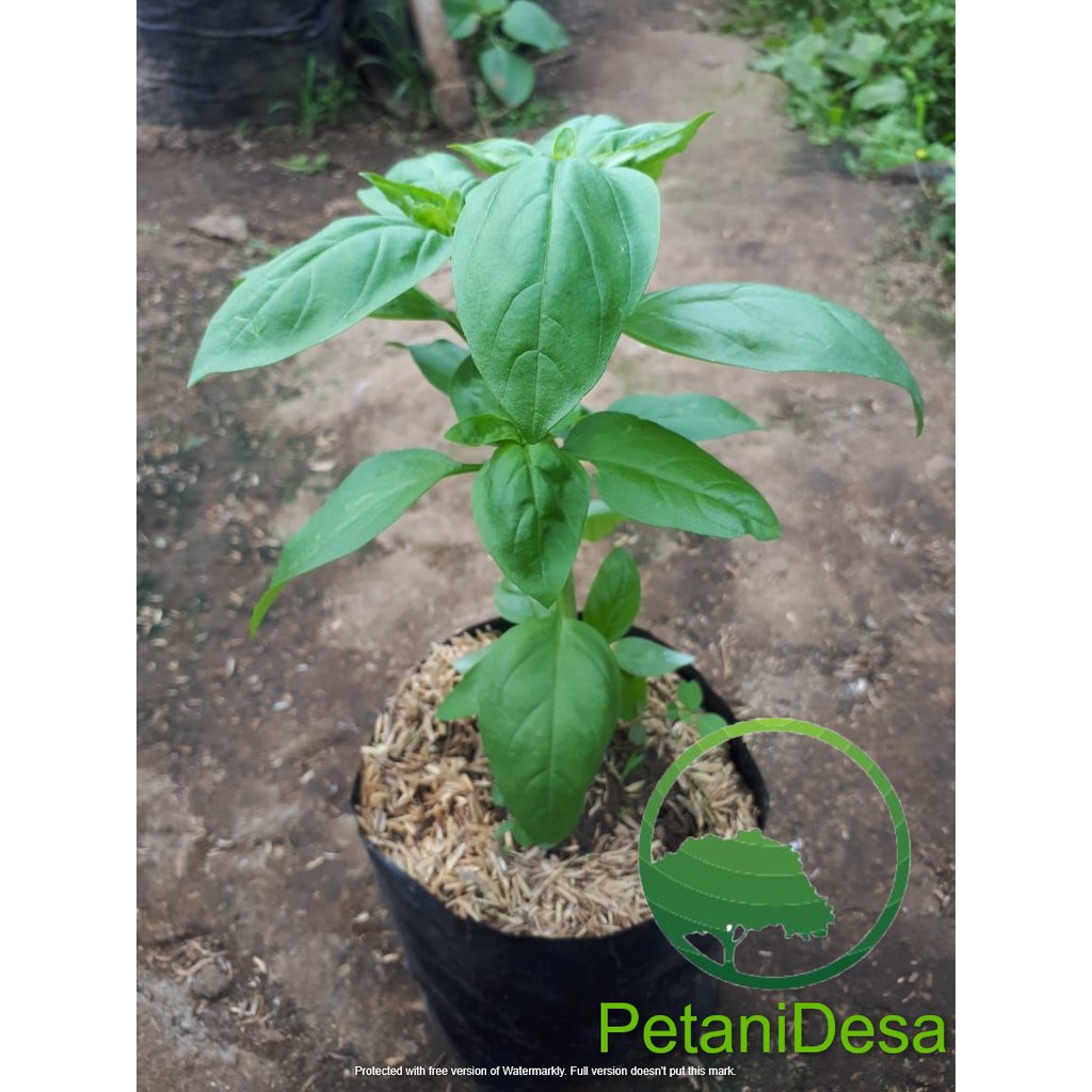 Jual Bibit Tanaman Herbal Basil - Ocimum Basilicum - Sweet Basil ...