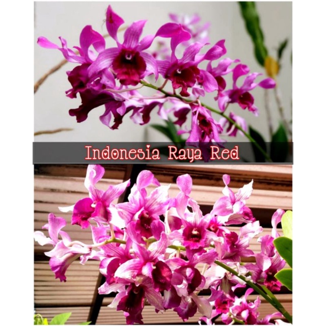 Jual Dendrobium Indonesia Raya Red JUMBO | Sudah Spike/Berbunga ...