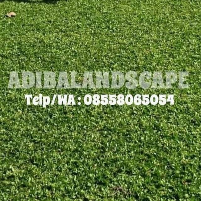 Jual Rumput Gajah Mini | Tanaman Rumput Gajah Mini | Shopee Indonesia