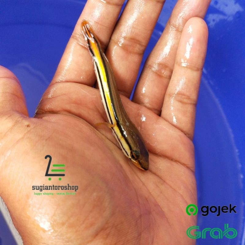 Jual bibit ikan gabus toman size 8-10 cm | Shopee Indonesia