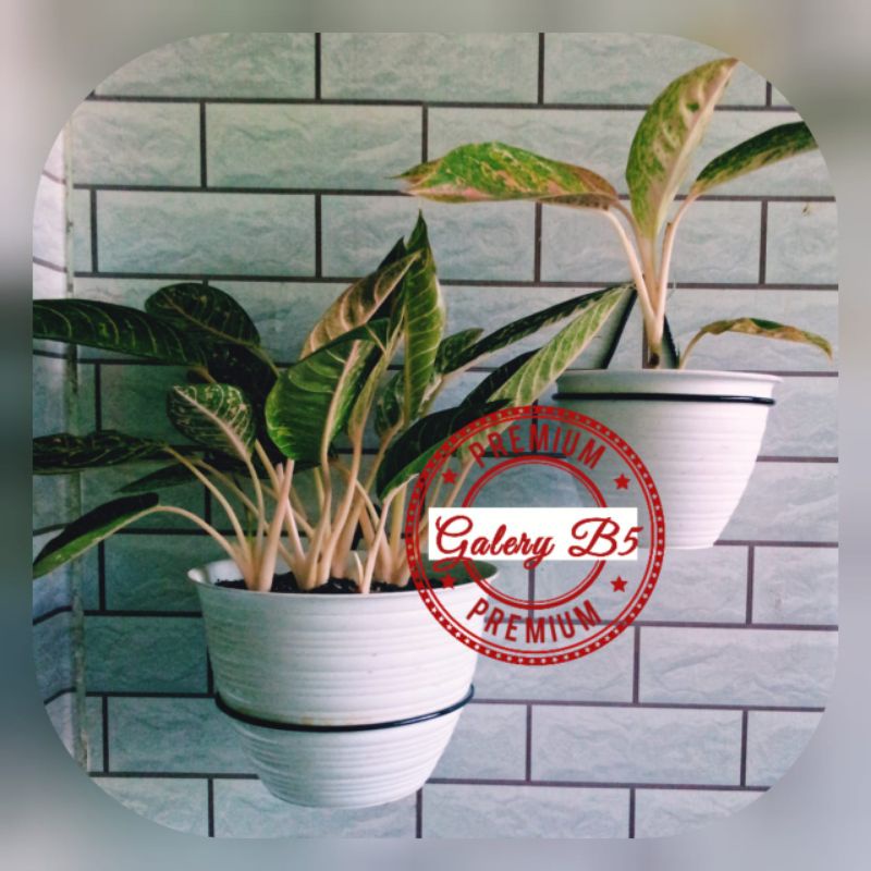 Jual rak pot dinding Diameter 17-20cm/standing dinding/rak pot tempel ...