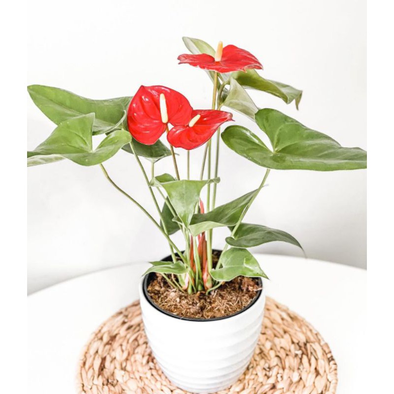 Jual Tanaman hias bunga anthurium bunga merah mickey mouse -tanaman ...