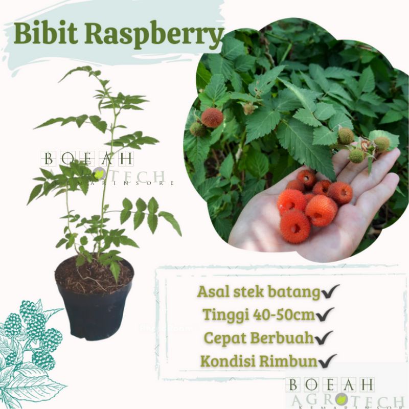 Jual Bibit Raspberry Merah ( Rubus idaeus ) Kaya Manfaat dan vitamin c ...
