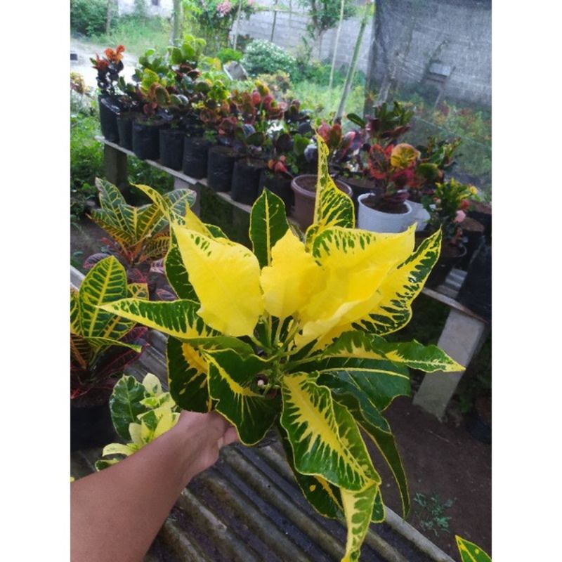 Jual Tanaman Hias Bunga Puring Bali Kuning/Bunga Puring Garuda Super ...