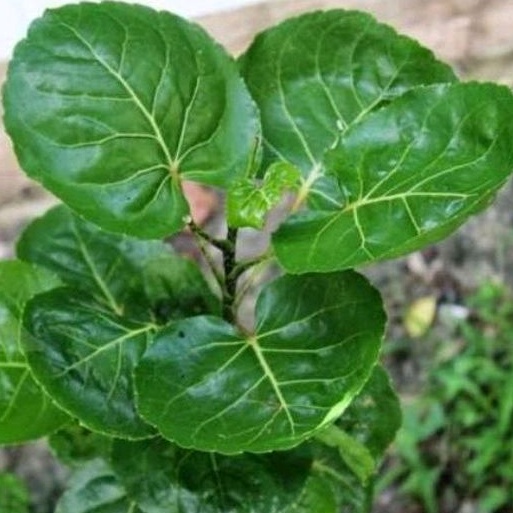 Jual Daun Mangkokan Segar Tanaman Herbal Rambut Anti Rontok | Shopee ...