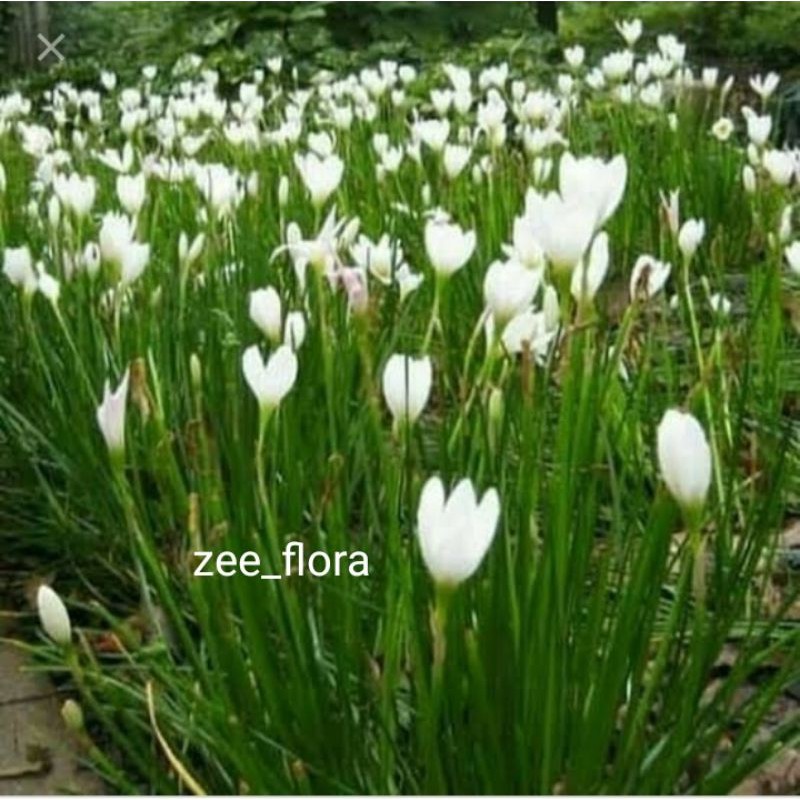 Jual pohon kucay bunga lili | Shopee Indonesia