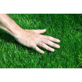 Jual 25 Benih / Seeds tanaman rumput bermuda grass | Shopee Indonesia