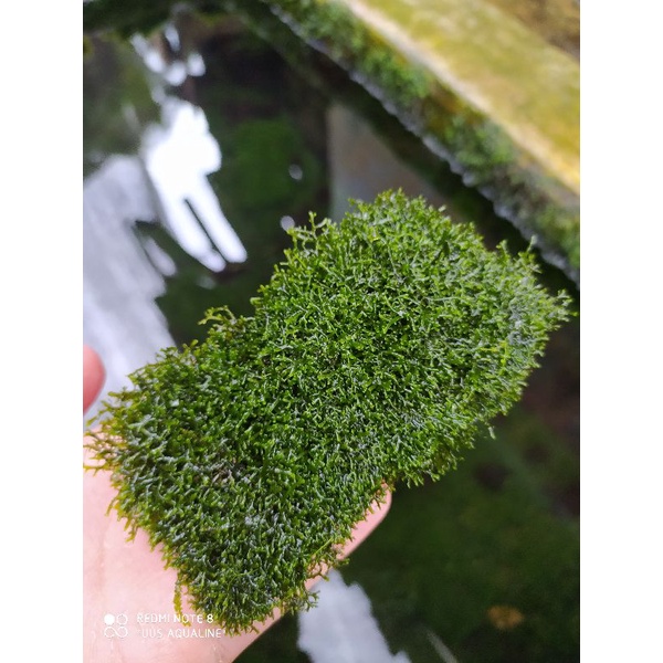 Jual moss ricardia media pakis | Shopee Indonesia