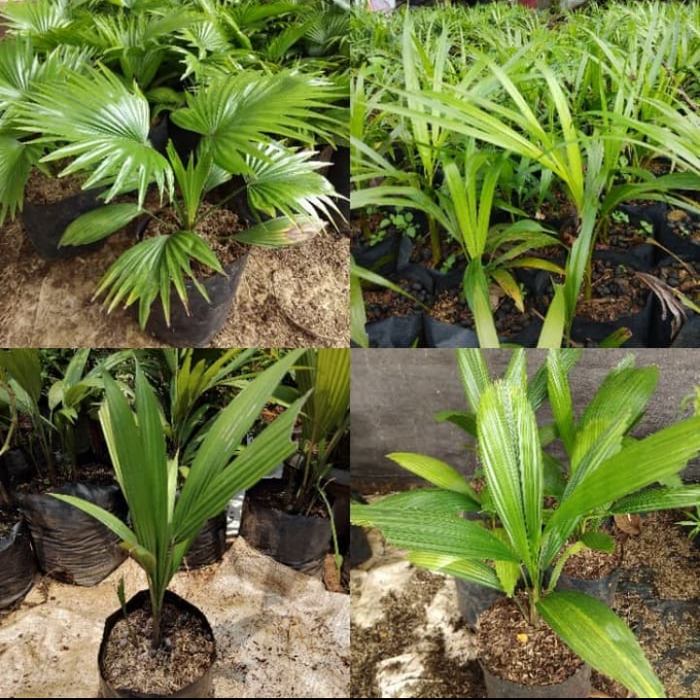 Jual paketan 4 jenis palem kuning - plem merah - palem kol - palem ...