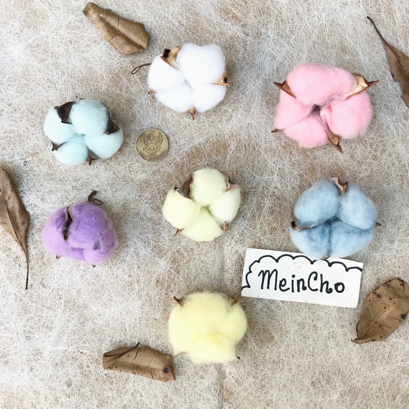 Jual Bunga KAPAS Cotton Flower Dried Flower Kapuk Bunga Kering Properti ...