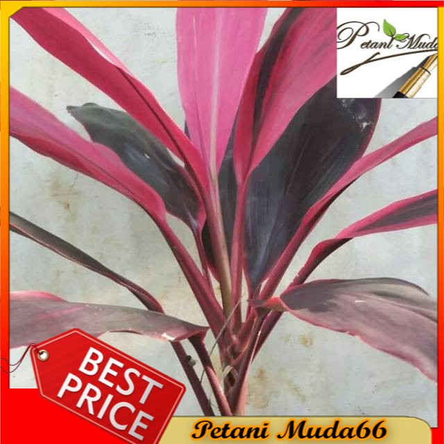 Jual Tanaman hias daun hanjuang merah andong merah pohon indoor outdoor ...