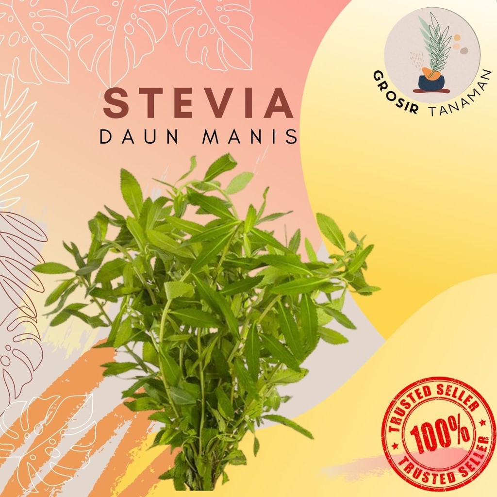 Jual Tanaman Obat Stevia ( Daun Manis ) | Shopee Indonesia