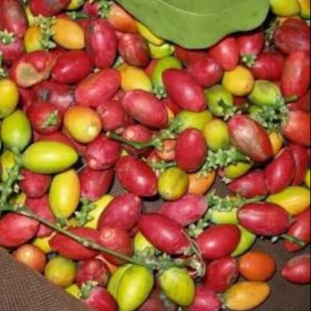 Jual Buah melinjo(tangkil) | Shopee Indonesia
