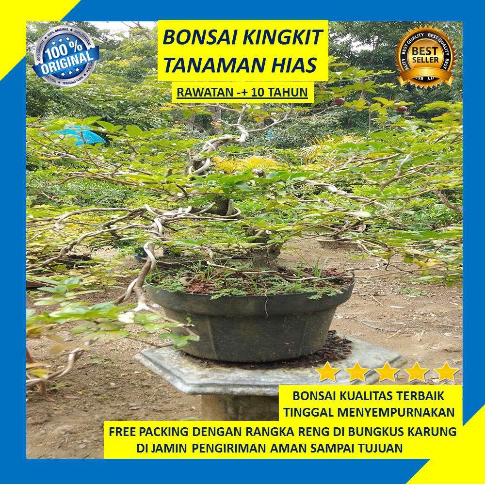 Jual Bonsai Pohon Jeruk Kingkit | Shopee Indonesia