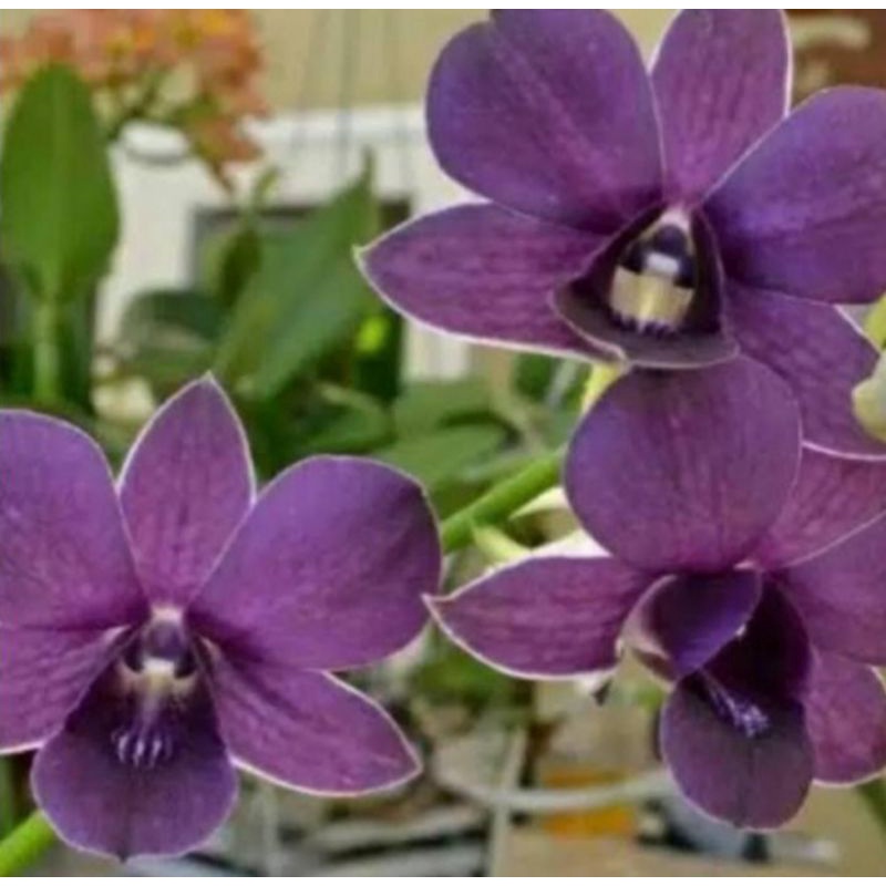 Jual Pohon Bunga Anggrek Dendrobium Sakda Blue / Bidadari Biru Siap ...