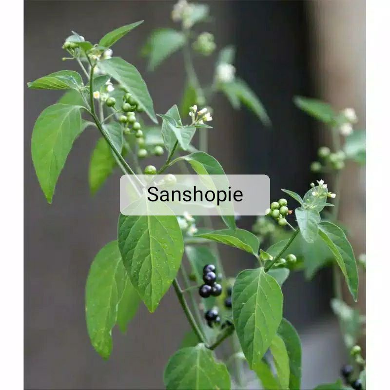 Jual Daun Ranti Atau Daun Leunca Hutan Segar Per 500 Gram | Shopee ...