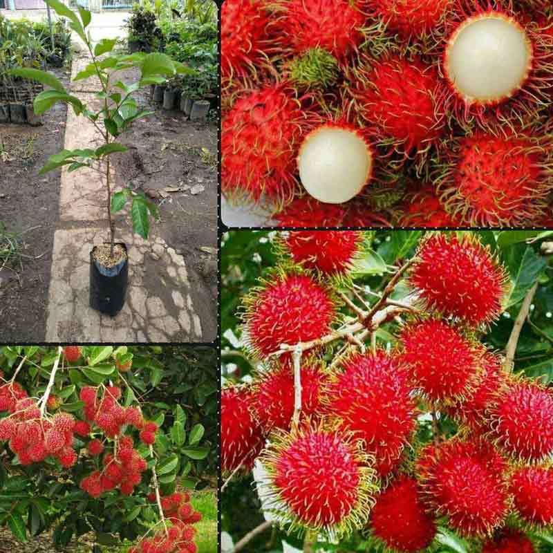 Jual Tanaman Rambutan Binjai | Shopee Indonesia