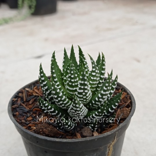 Jual Sukulen haworthia fasciata zebra perkutut haworthia zebrina ...