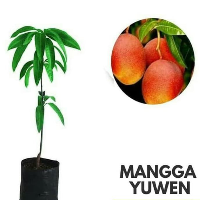 Jual Bibit Tanaman Buah Mangga Yuwen Pohon Mangga Taiwan Merah G5P ...