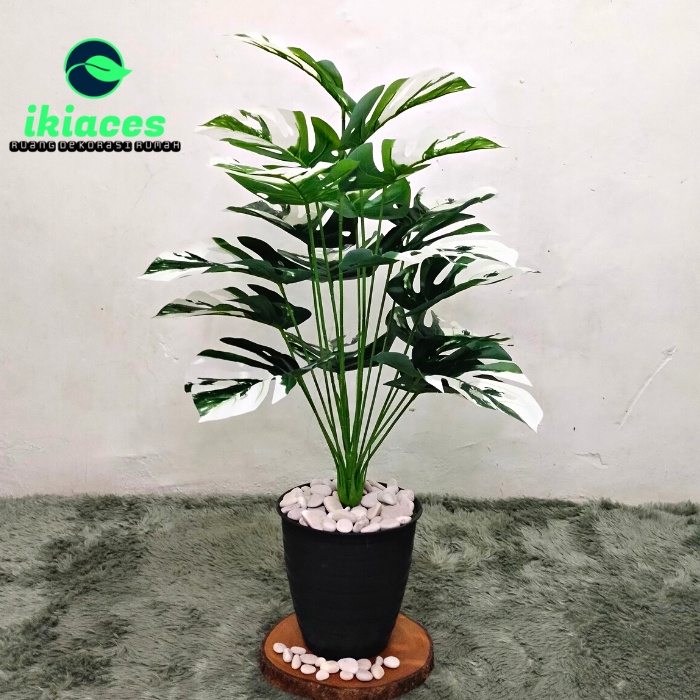 Jual DAUN MONSTERA JUMBO PLASTIK POT DAUN MONSTERA CORAK PUTIH DAUN ...