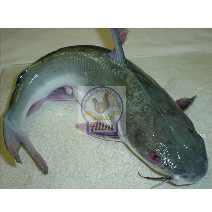 Jual Ikan Lele Segar (Fresh Cat Fish) | Shopee Indonesia