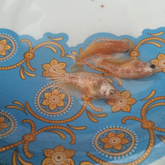 Jual Female Cupang hmpk sni soft gold | Shopee Indonesia