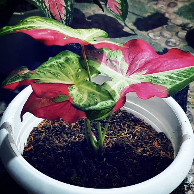 Jual Keladi cet tumpah /kaladium shicol | Shopee Indonesia