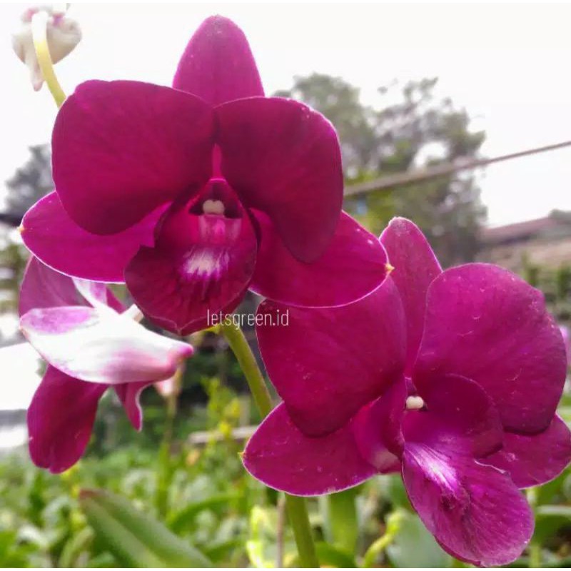 Jual Seedling Anggrek Dendrobium Fire Ball (Tanaman Hidup-Bunga Hidup ...