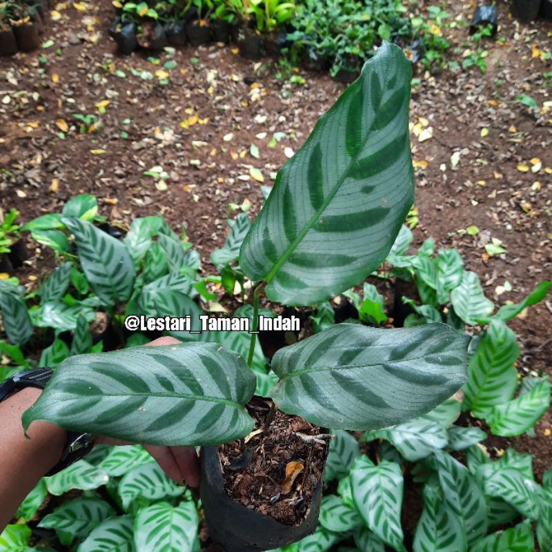 Jual tanaman hias calathea freddie pohon kalatea fredi tanaman calatea ...