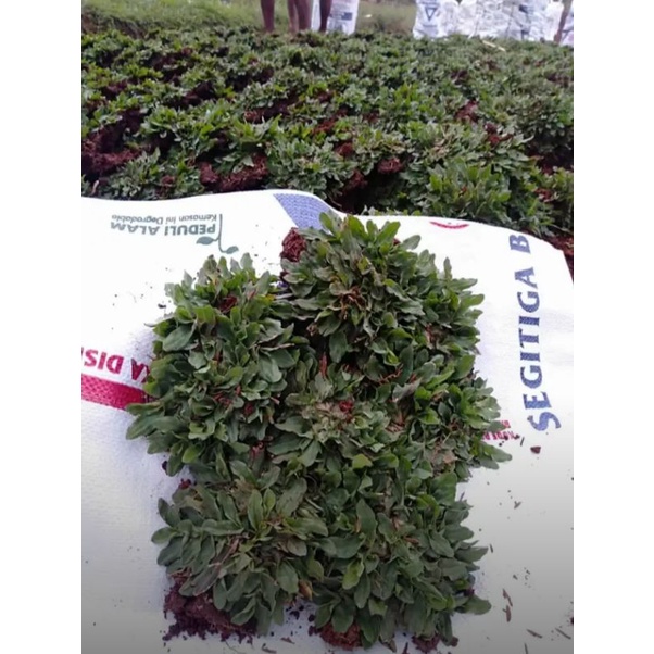Jual rumput gajah mini 1 meter x 1 meter | Shopee Indonesia