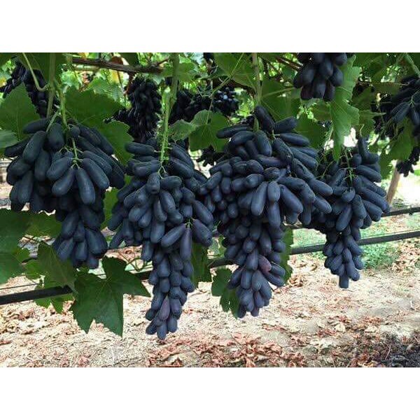 Jual Bibit Tanaman Anggur import Moondrop / Sweet Saphire | Shopee ... Jual Bibit Tanaman Anggur import Moondrop / Sweet Saphire | Shopee ...