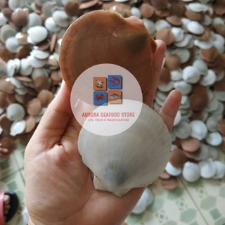 Jual Kerang Simping Terlengkap & Harga Terbaru Juli 2024 | Shopee Indonesia