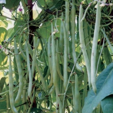 Jual isi paket: 25 Bibit Buncis Hitam Unggul Benih Sayuran Buncis Biji ...