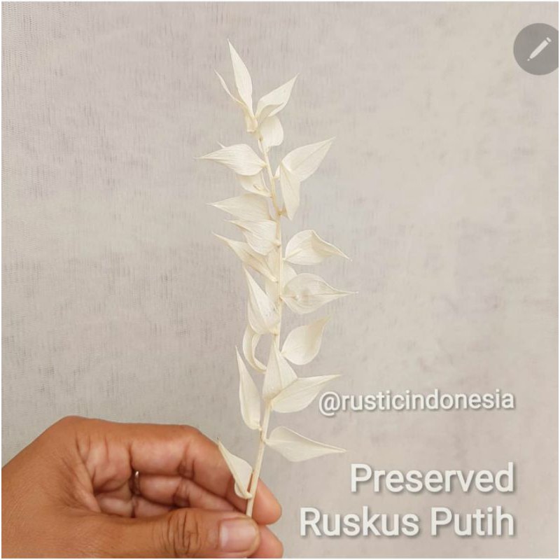 Jual Dried Preserved Bunga Kering Ruskus Import Batang Pendek | Shopee ...
