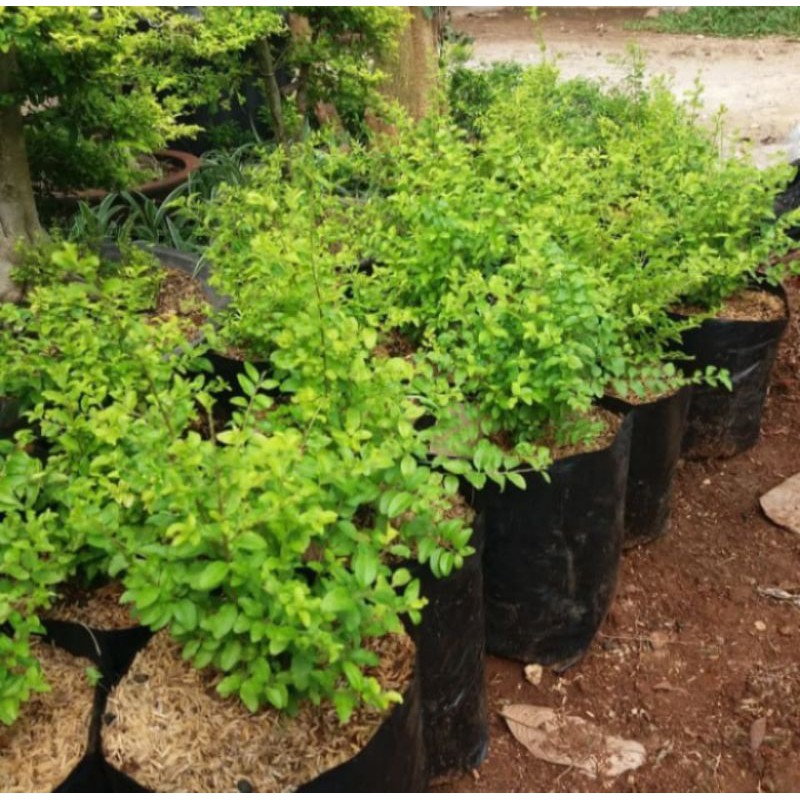 Jual Pohon Legistrum Kuning Tanaman Hias Bibit Bonsai Pohon Legistrum ...