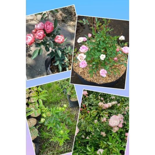 Jual paket hemat 4 mawar baby / mini | Shopee Indonesia