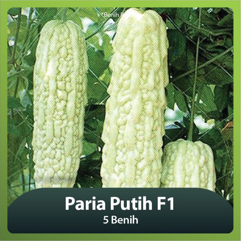 Jual benih/ bibit paria putih f1 isi(5biji) | Shopee Indonesia
