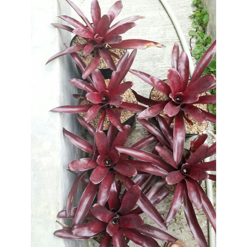 Jual bromelia merah tua ukuran besar | Shopee Indonesia