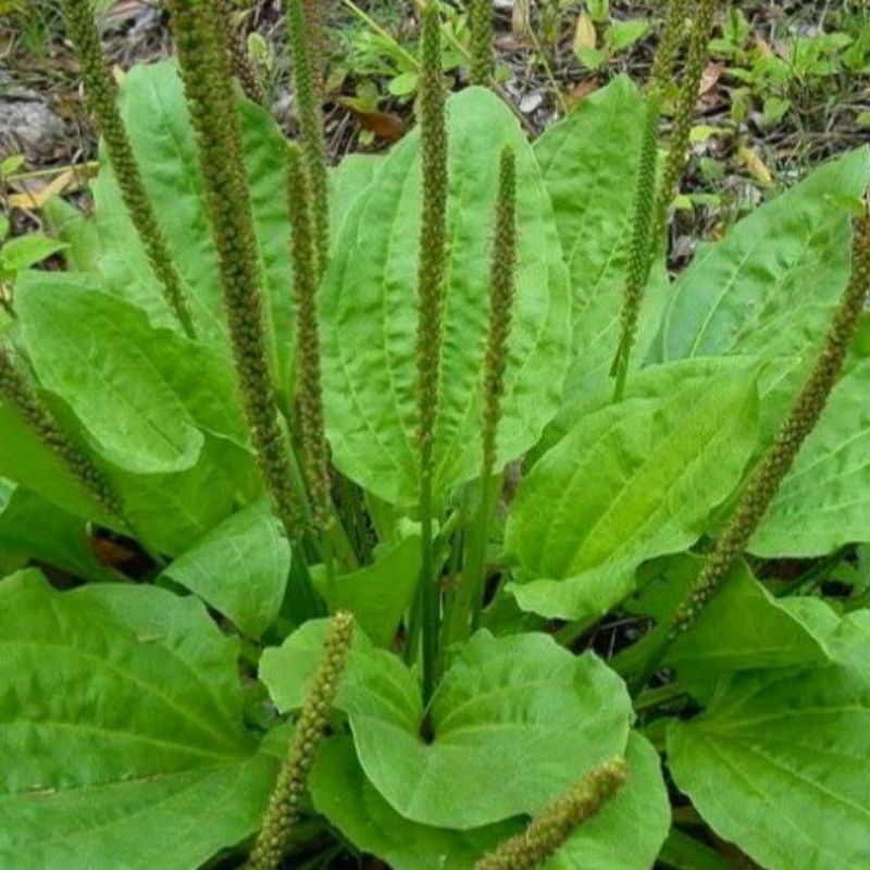 Jual Daun Ki Urat Daun Ki Sendok segar 500gram Daun Ki sendok | Shopee ...