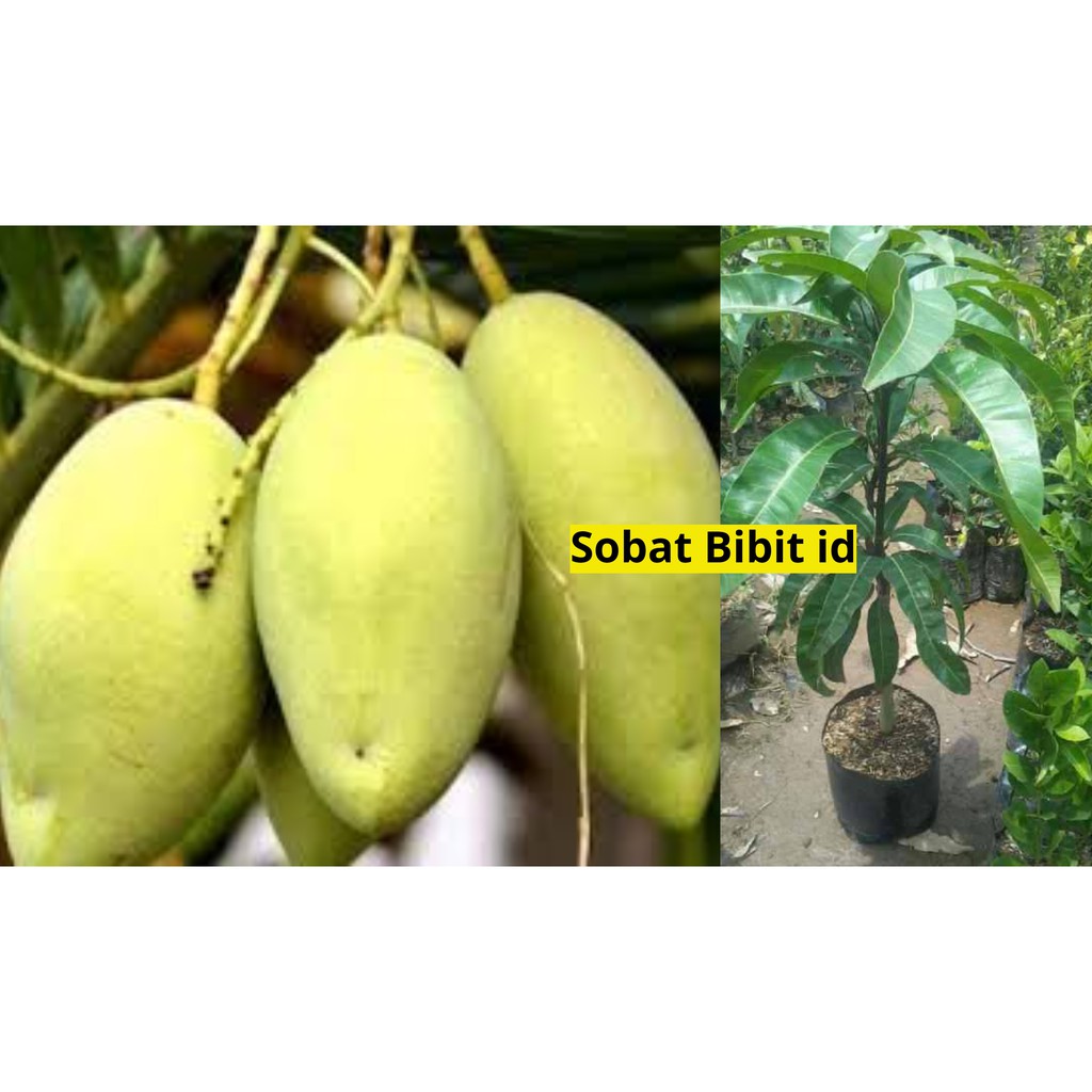 Jual Bibit Mangga Okyong Asli | Shopee Indonesia