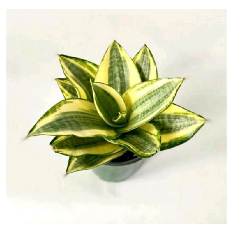 Jual Tanaman Hias Sansivera mini pagoda | Shopee Indonesia