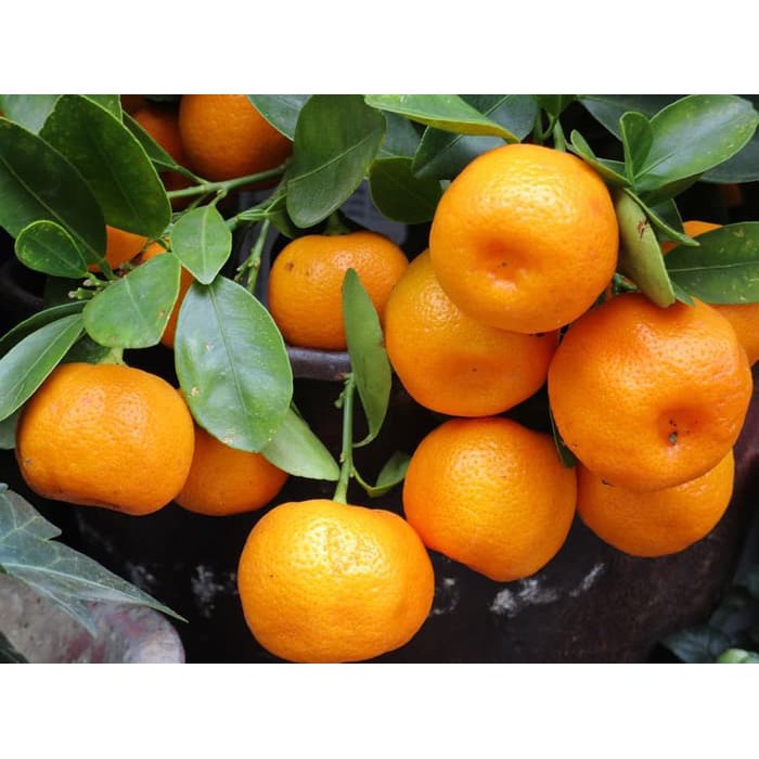 Jual Bibit Jeruk Mandarin -bibit buah-tanaman-pohon-tanaman buah ...