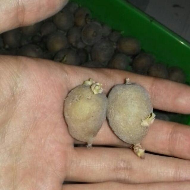 Jual Bibit Kentang/Benih kentang/Kentang G0 (Granola L) {Bibit kentang ...