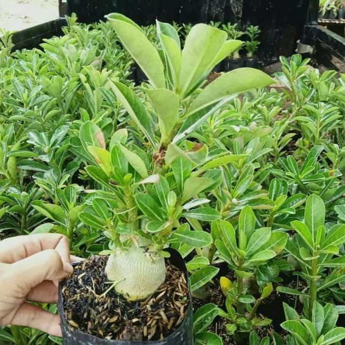 Jual Bibit Bunga Kamboja Adenium Kirey | Shopee Indonesia