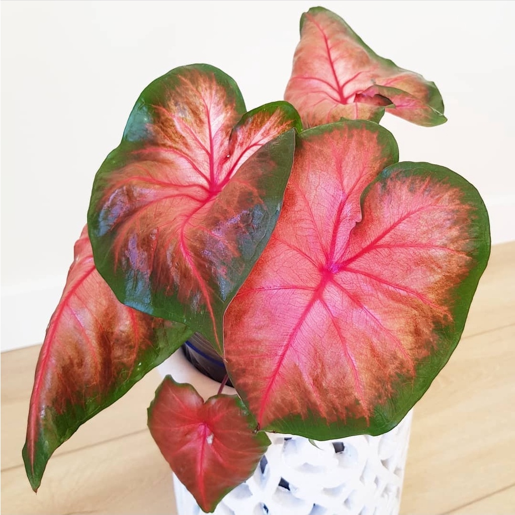 Jual Keladi Royal Flush Keladi Hias Caladium Tanaman Hias Keladi ...