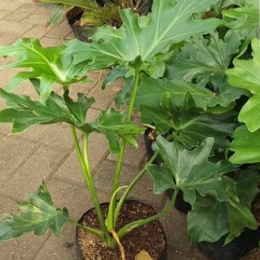 Jual tanaman pohon dendrum/atau pola dendrum/pohon dendrum | Shopee ...