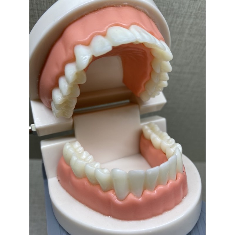 Jual Phantom gigi model gigi dental study READY | Shopee Indonesia